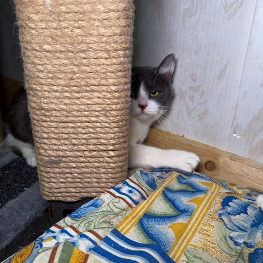 Кошка в добрые руки