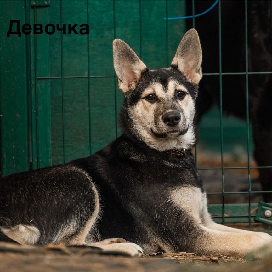 Щенок в добрые руки бесплатно