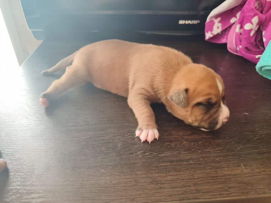 Стаффордширский терьер щенки