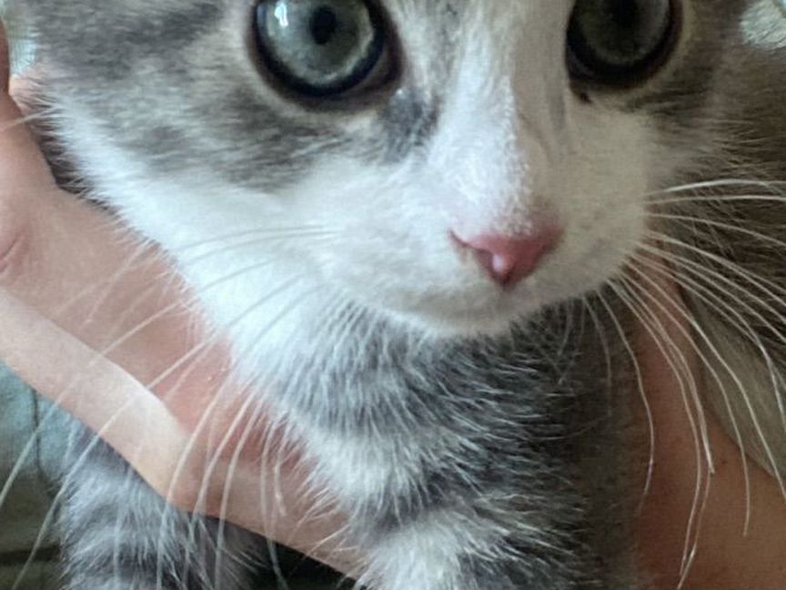 Котенок
