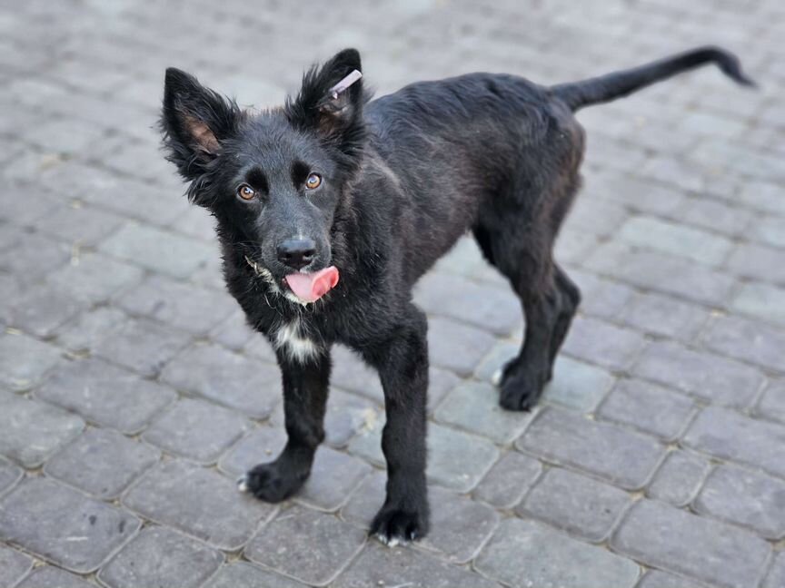Щенок 8мес Черныш не большой добрый компаньон
