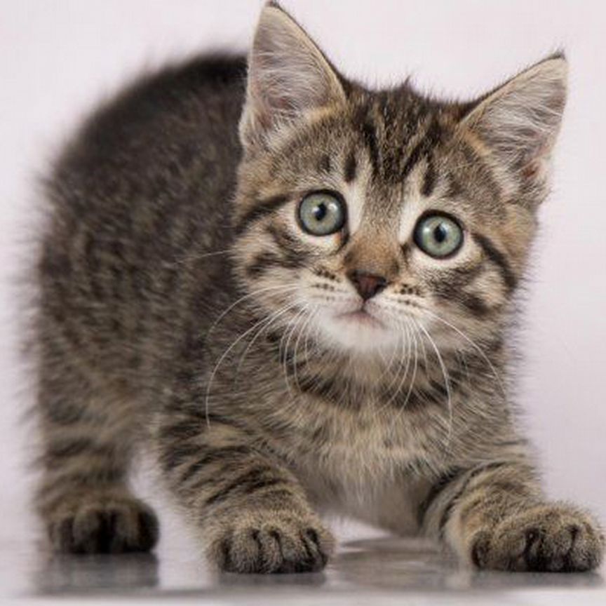 Маленький котенок ищет дом