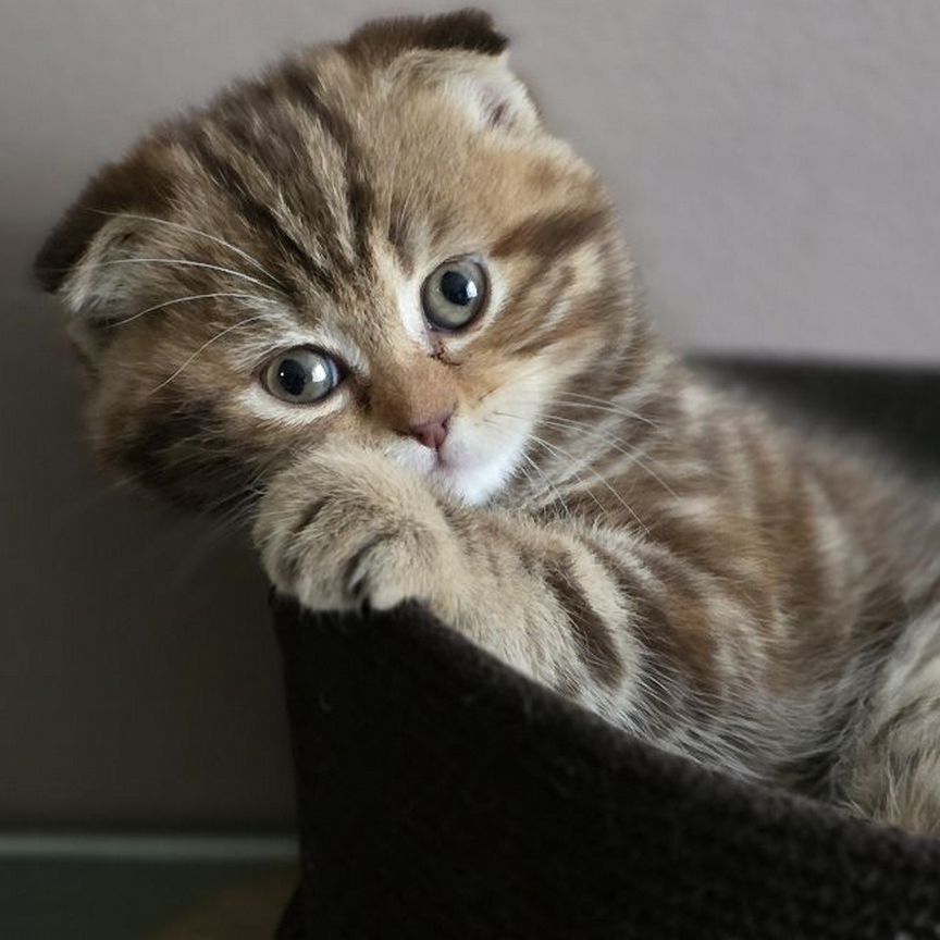 Шотландский вислоухий короткошёрстный котёнок