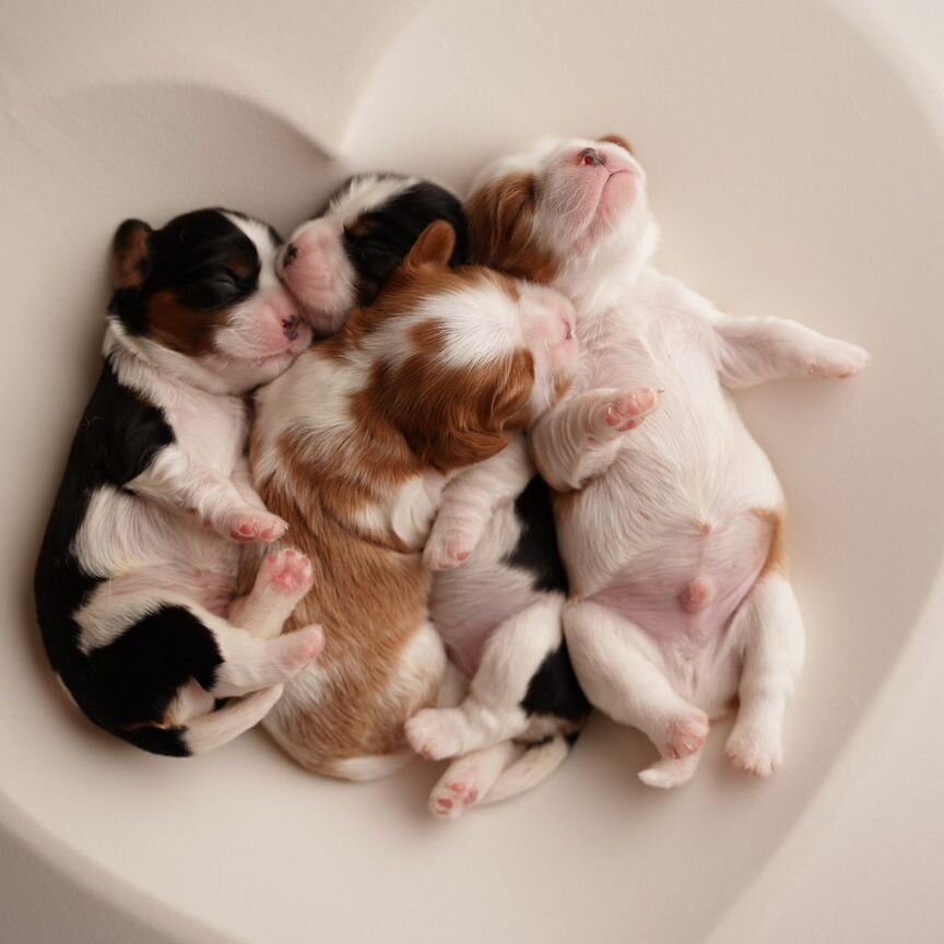 Щенки кавалер кинг чарльз спаниель