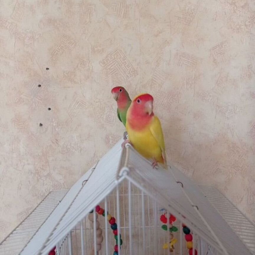 Попугай неразлучники с клеткой