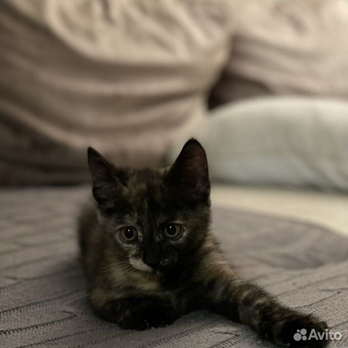 Котенок девочка + переноска, лоток, когтеточка