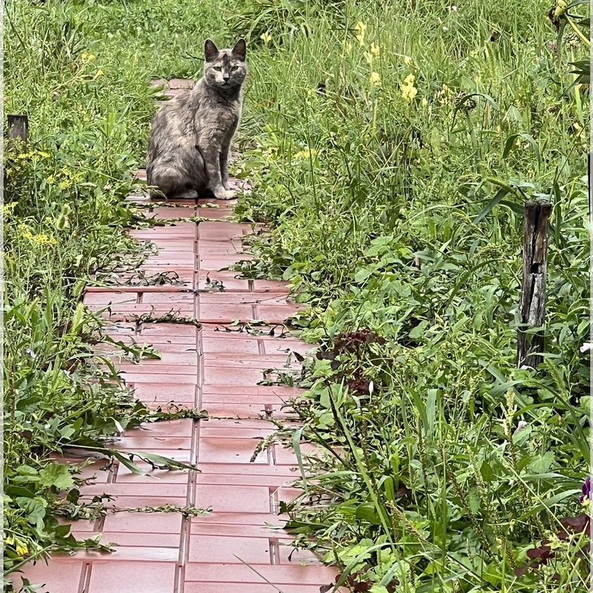 Кошка и котята