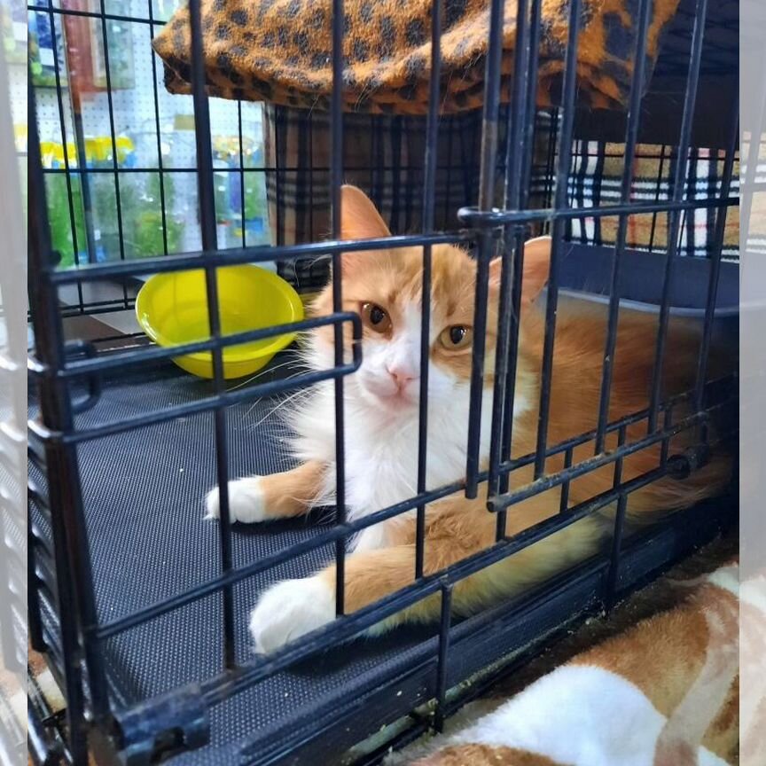 Котёнок в поиске семьи (10мес.,вакцинирована)
