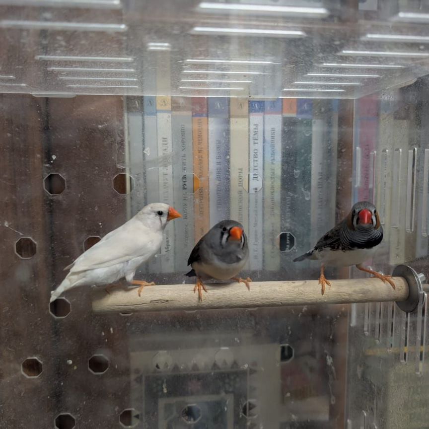 Зебровые амадины