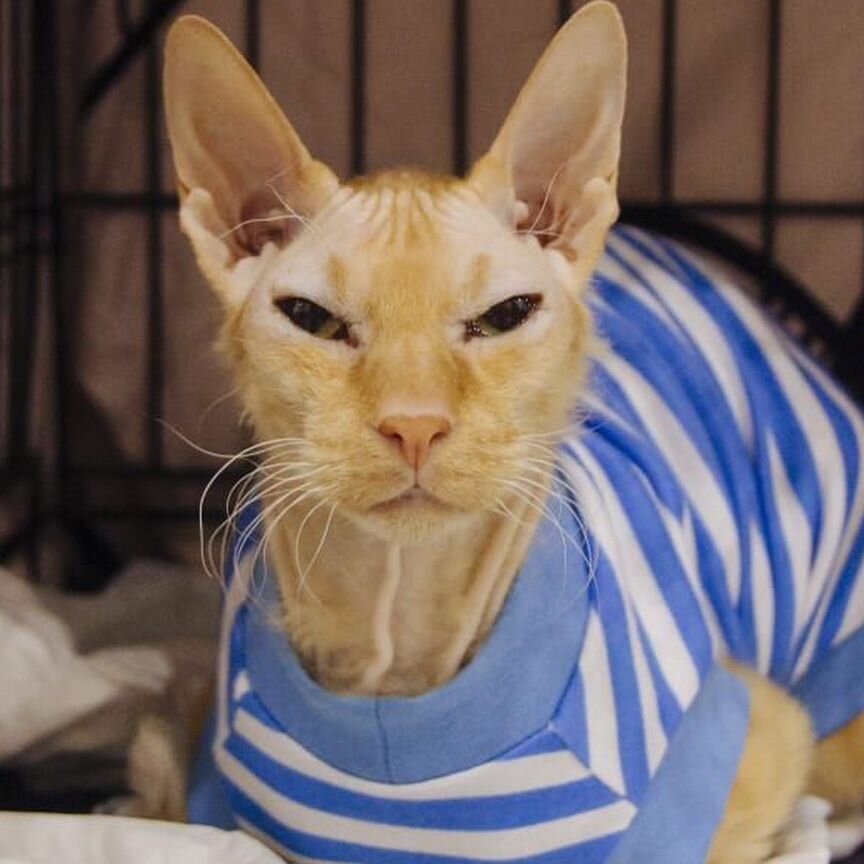 Жду хозяина