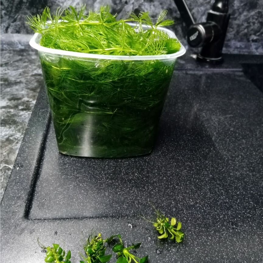 Роголистник в аквариум