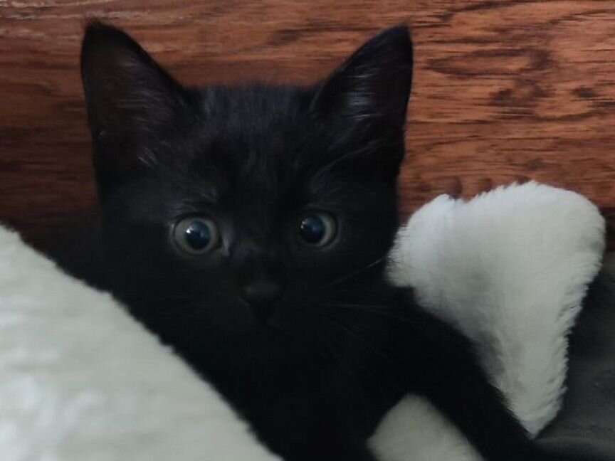Чёрный котенок