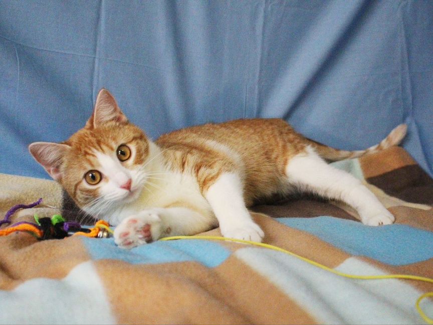 Рыжая малышка с рыжими глазами