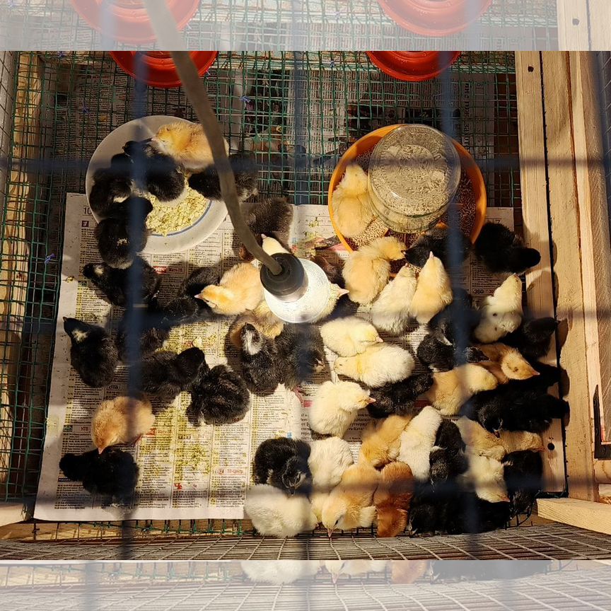 Цыплята несушки