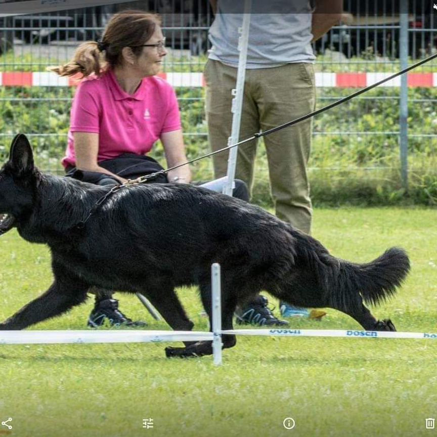 Черные щенки немецкой овчарки