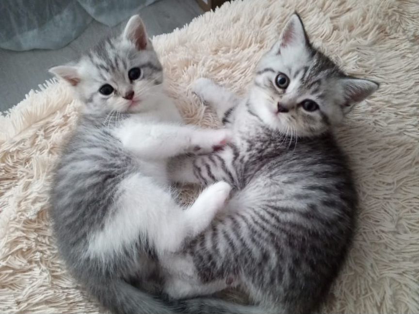 Продам шотландских котят