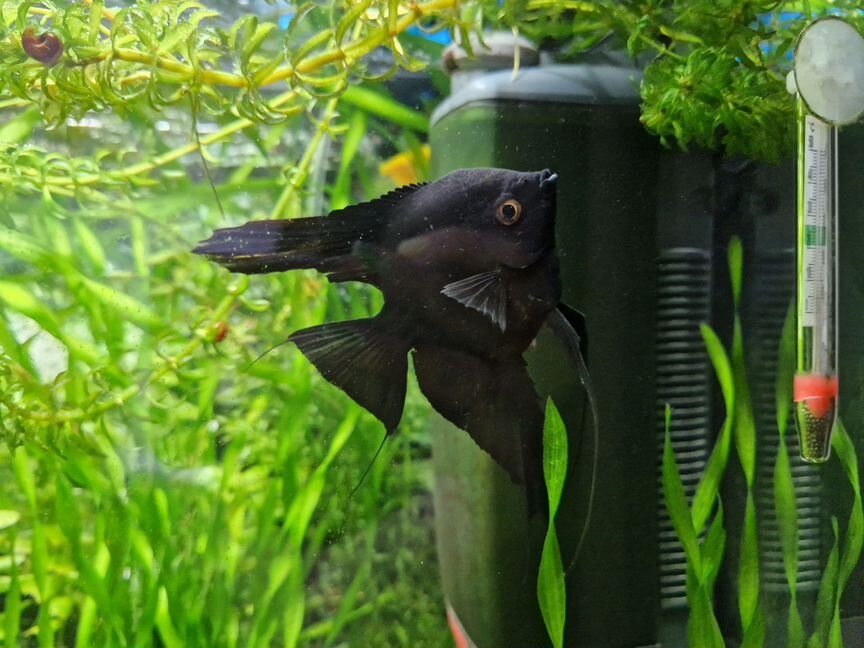 Скалярия черная самка