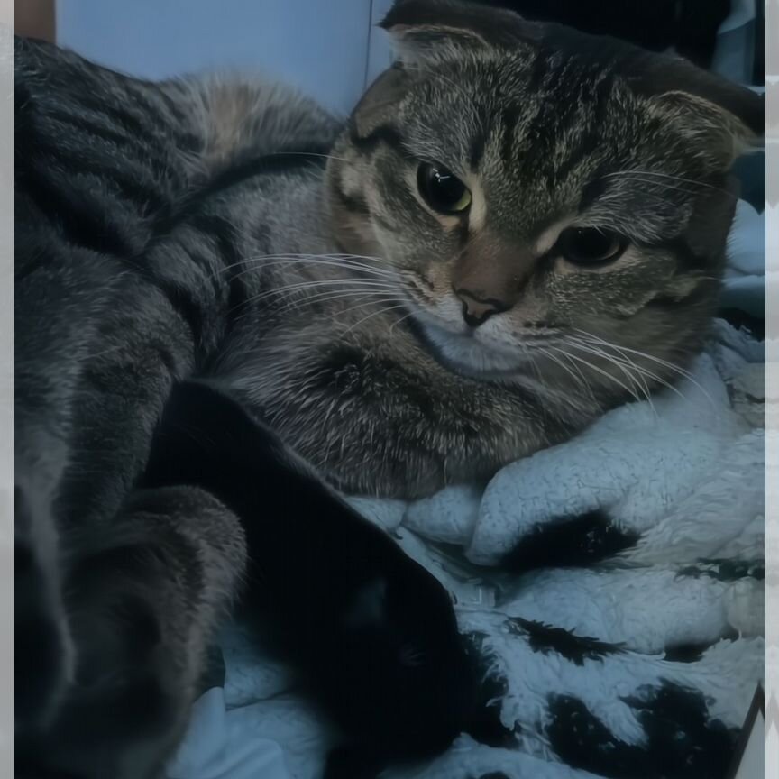 Взрослый кот в добрые руки