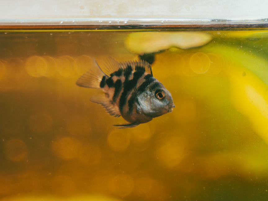 Продам рыбок