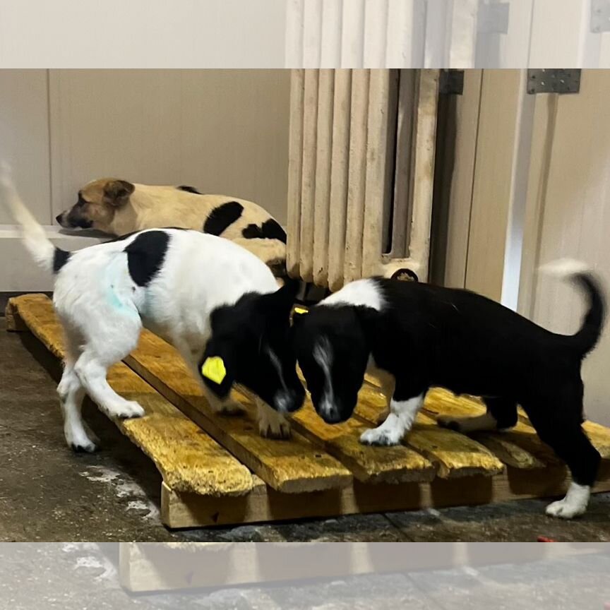 Щенок в добрые руки