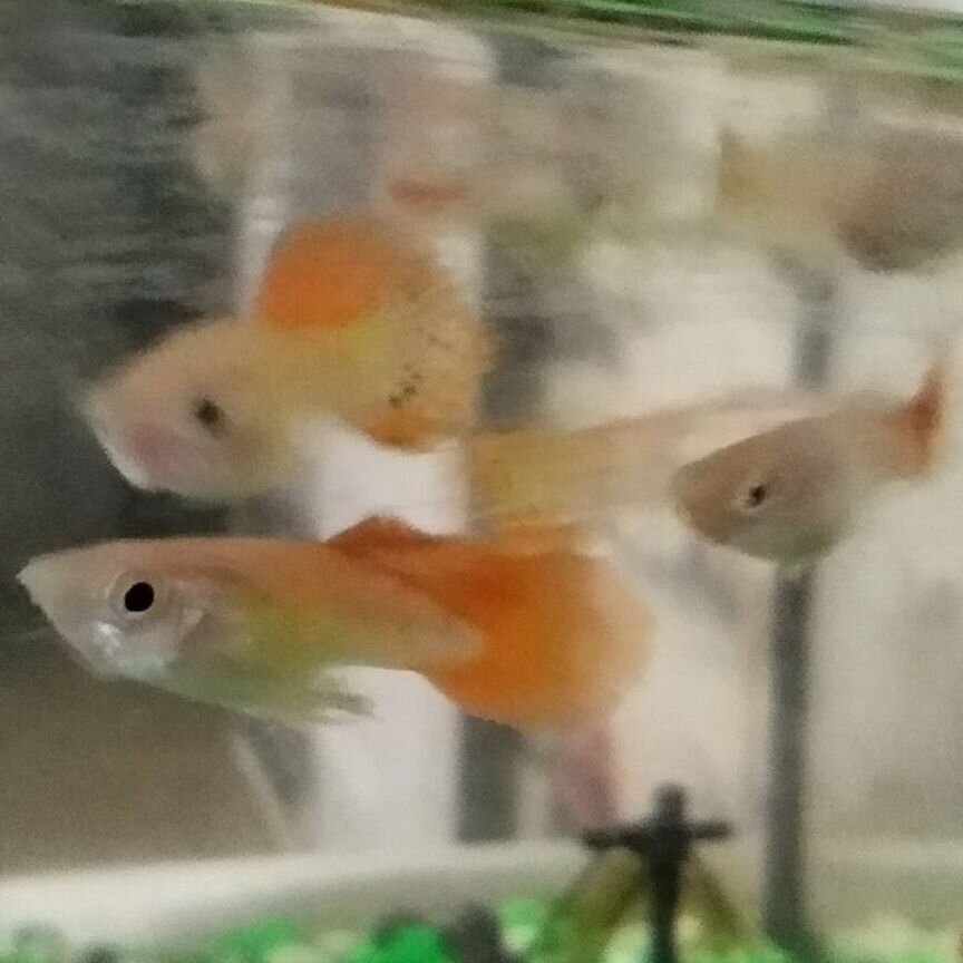 Мальки гуппи