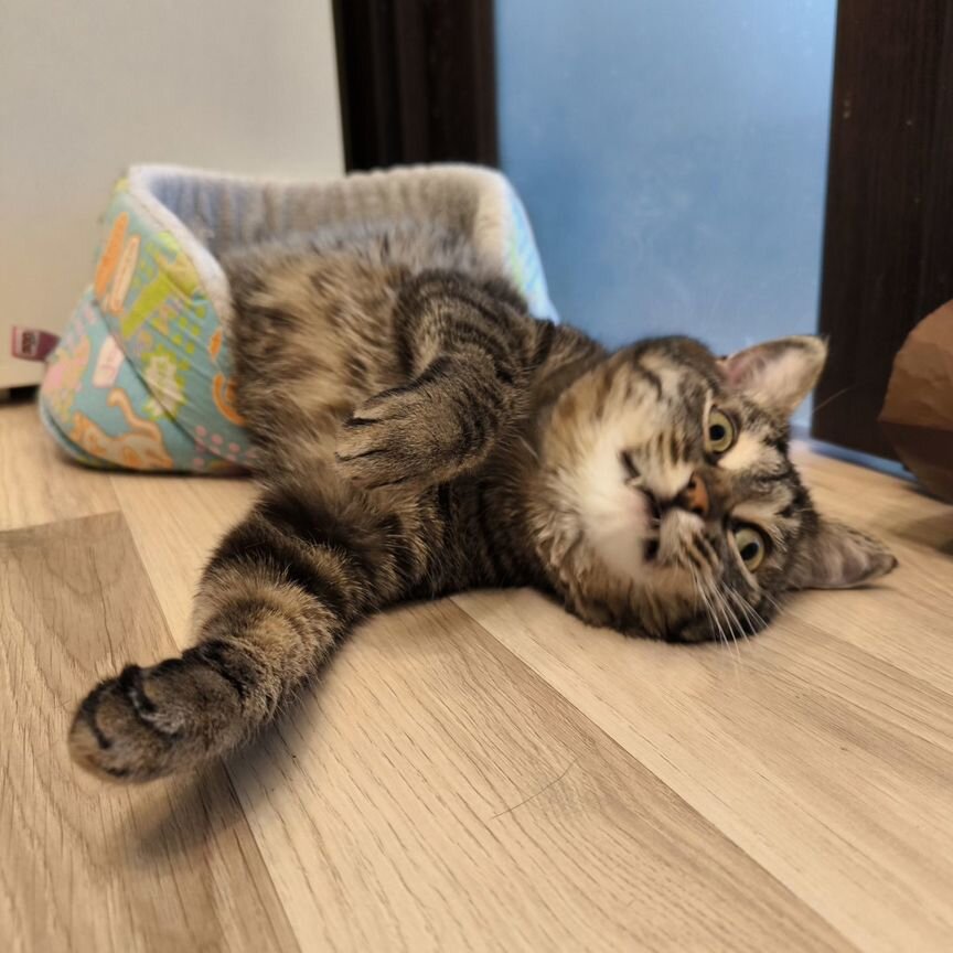 Классная кошка