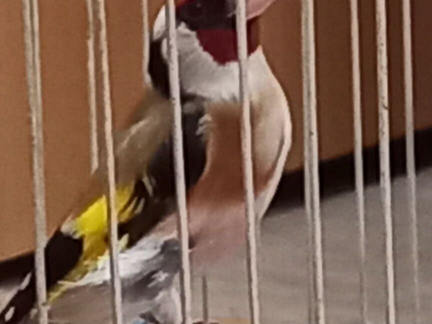 Щегла поющий