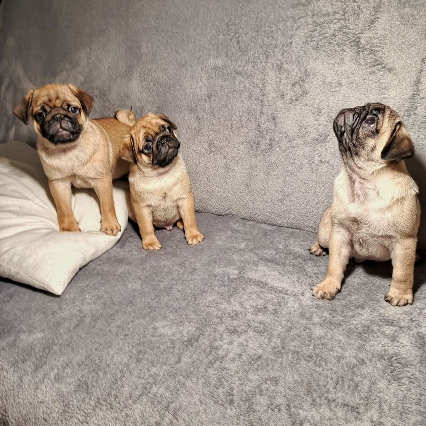 Щенки мопса/мальчики