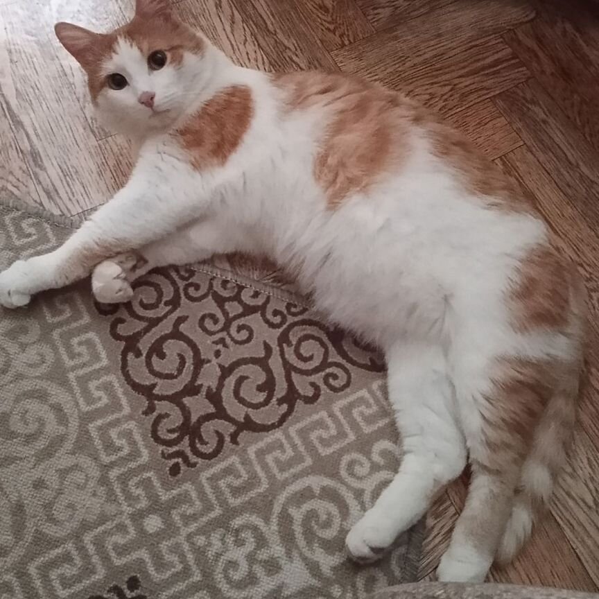 Взрослый кот в добрые руки