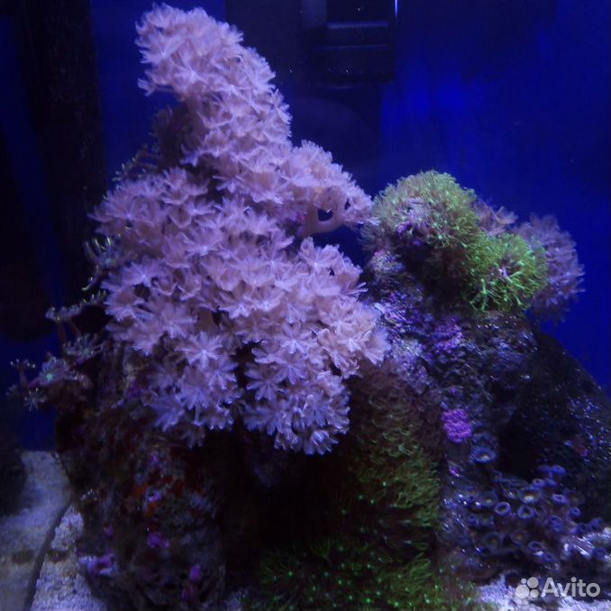 Мягкий коралл для морского аквариума