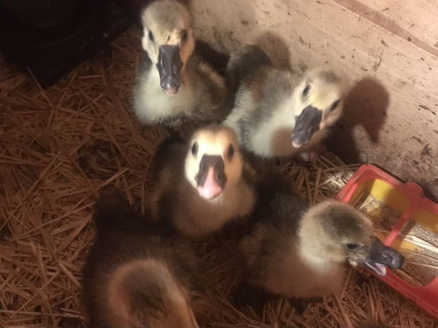 Гусята подрощенны