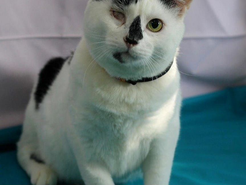 Кот