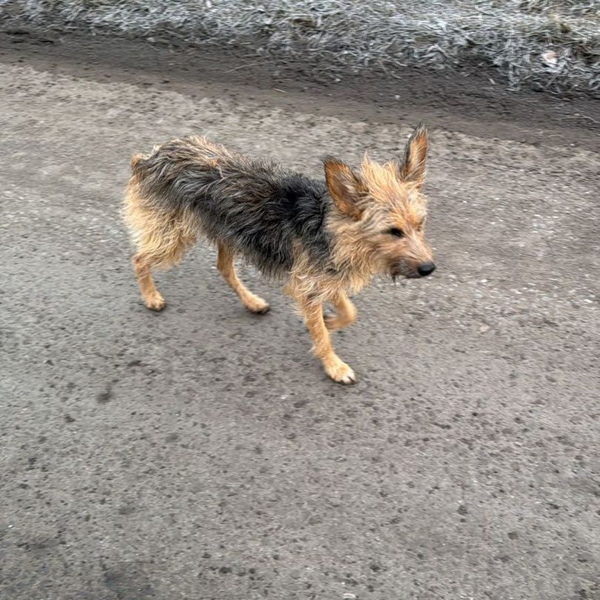 Взрослая собака в добрые руки