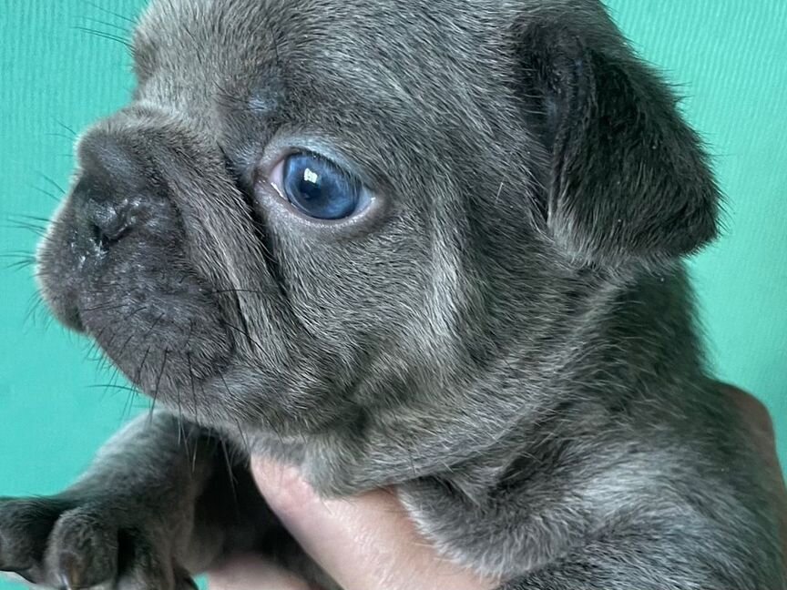 Французский бульдог с флаффи