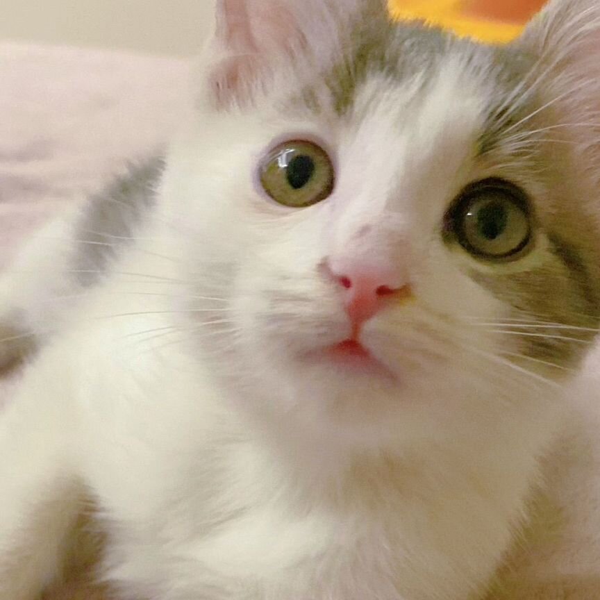 Ласковый котенок (мал, 2,5 мес.)в добрые руки