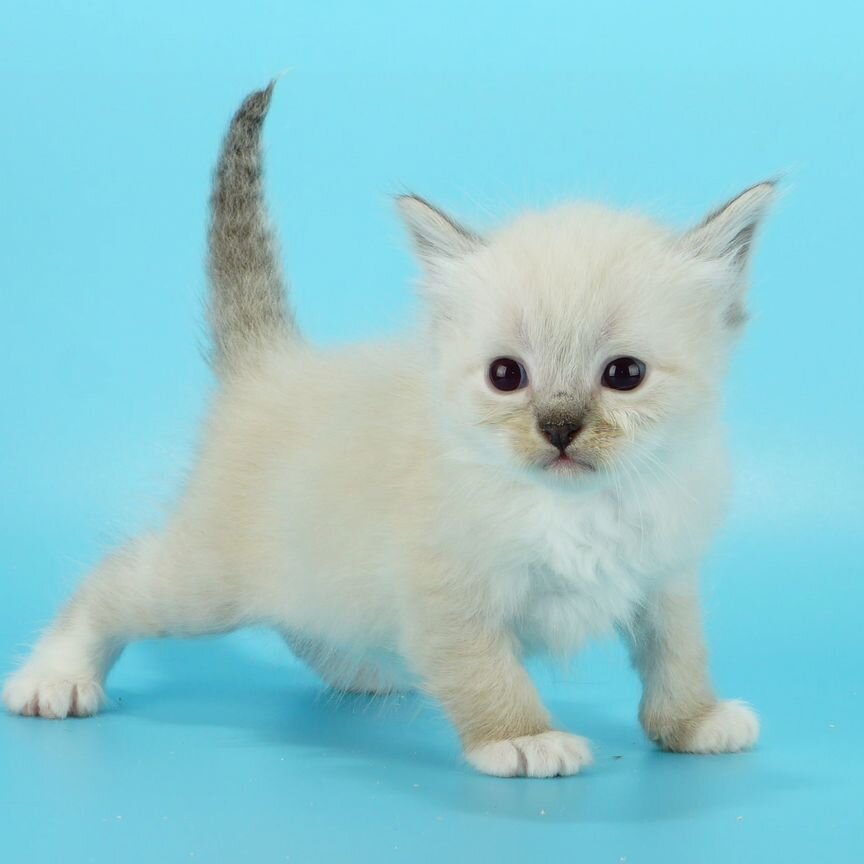Сибирский котенок невский элитный 1,5 месяца