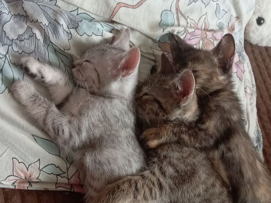 Отдам котят в добрые руки