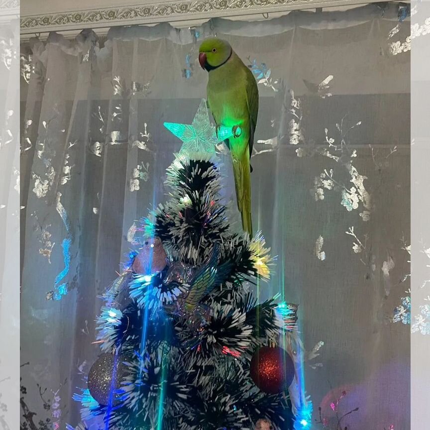 Ожереловый попугай самец