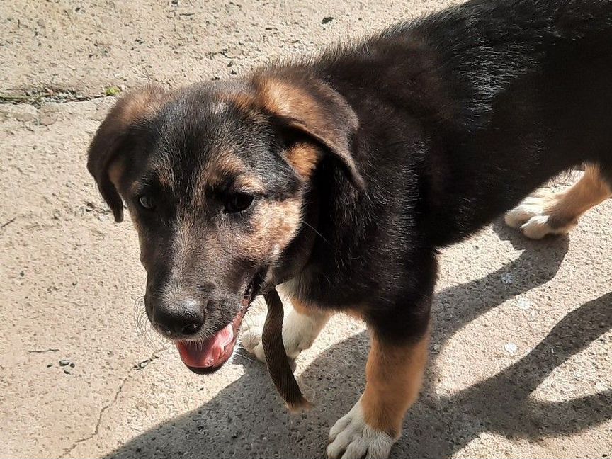 Щенок дворняжка