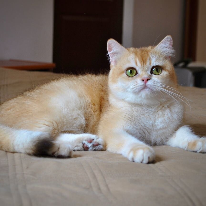 Британская короткошёрстная, взрослая кошка