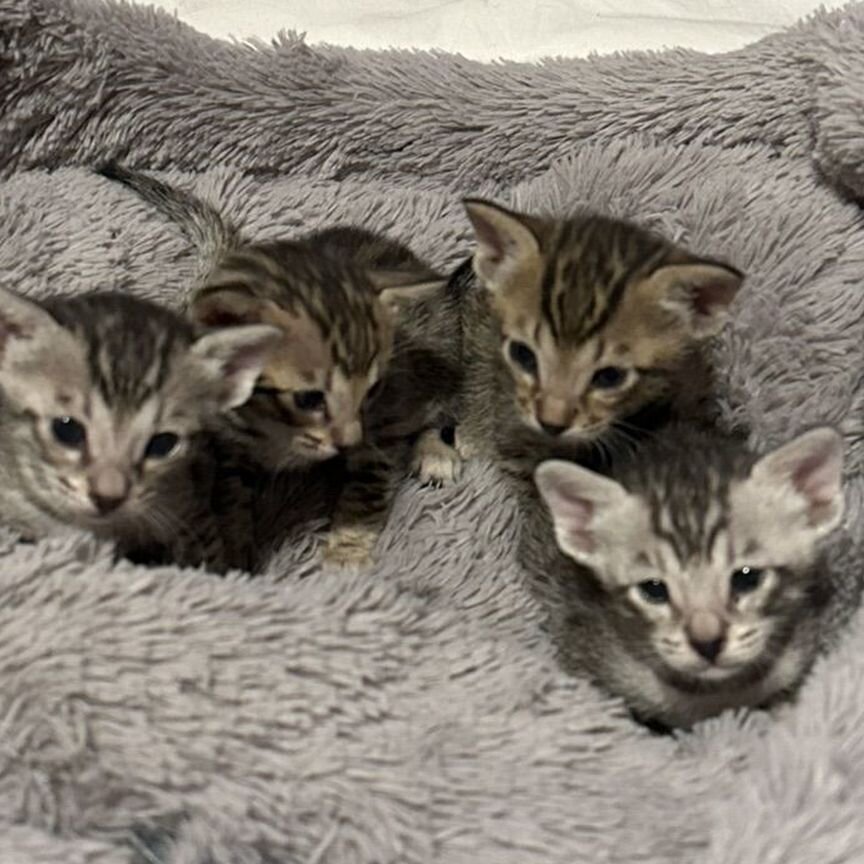 Серенгети котёнок