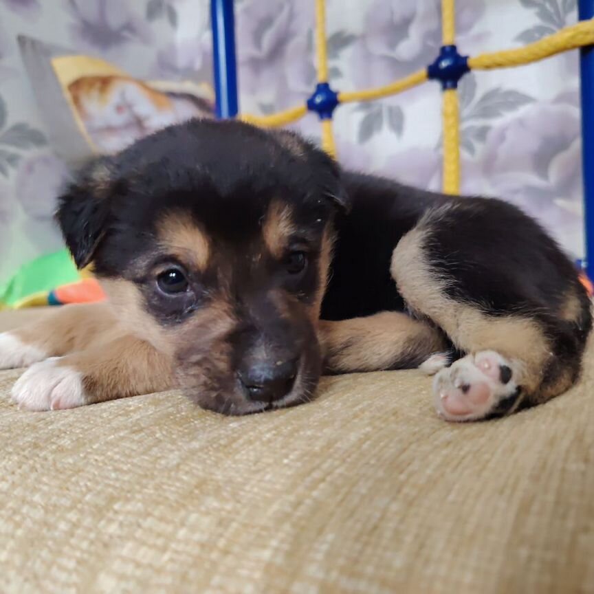 Щенок в добрые руки