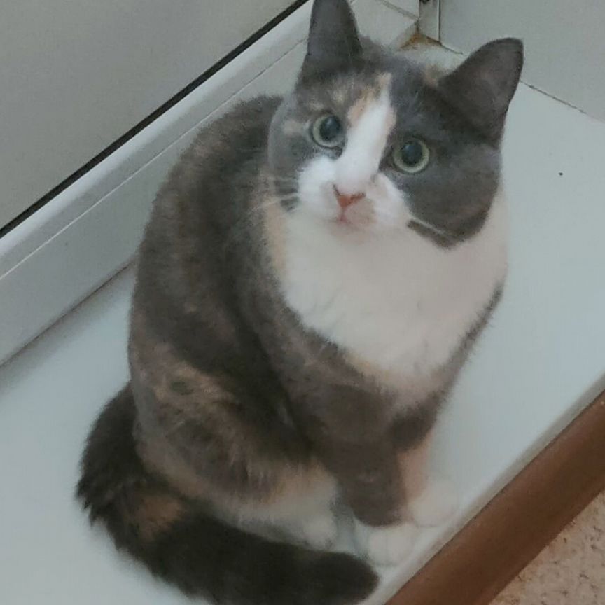 Взрослая, кошка в добрые руки