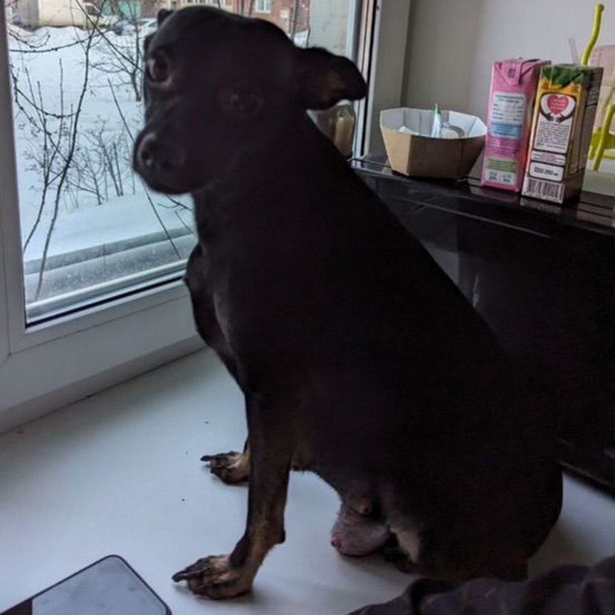 Щенки от маленькой собачки