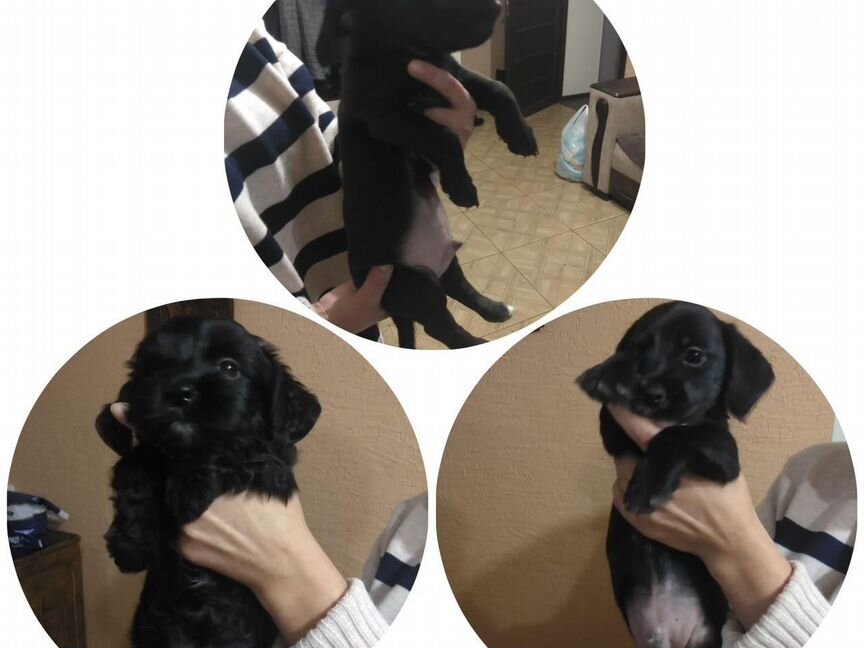 Маленькая собака в добрые руки бесплатно