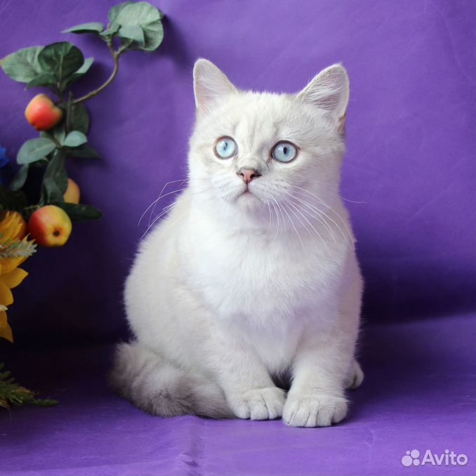 Шотландский котик колор пойнт
