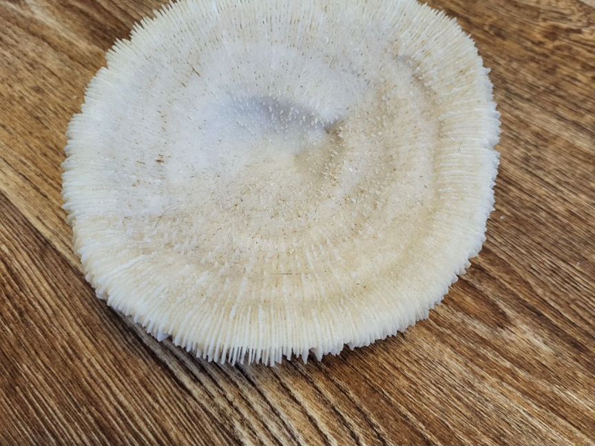 Морские кораллы