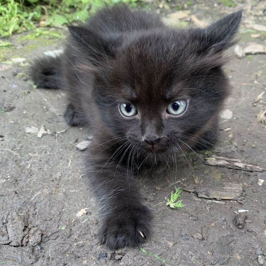 Отдам в добрые руки котят