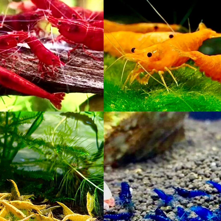 Аквариумные креветки