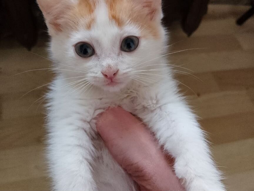 Котята в добрые руки бесплатно мальчик